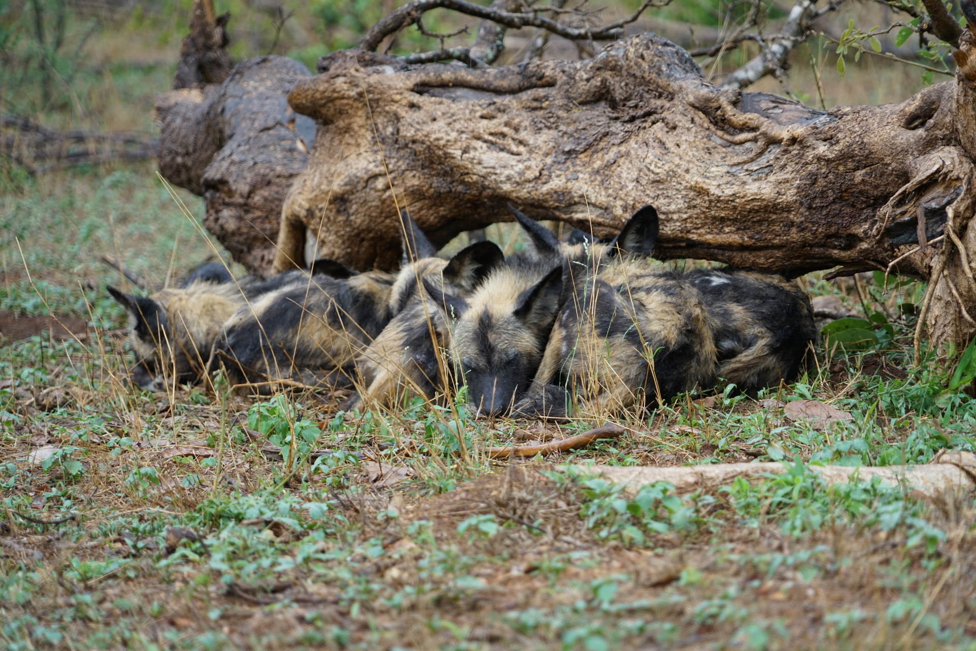 Our Dedication - Your travel, Our dedication to Wildlife